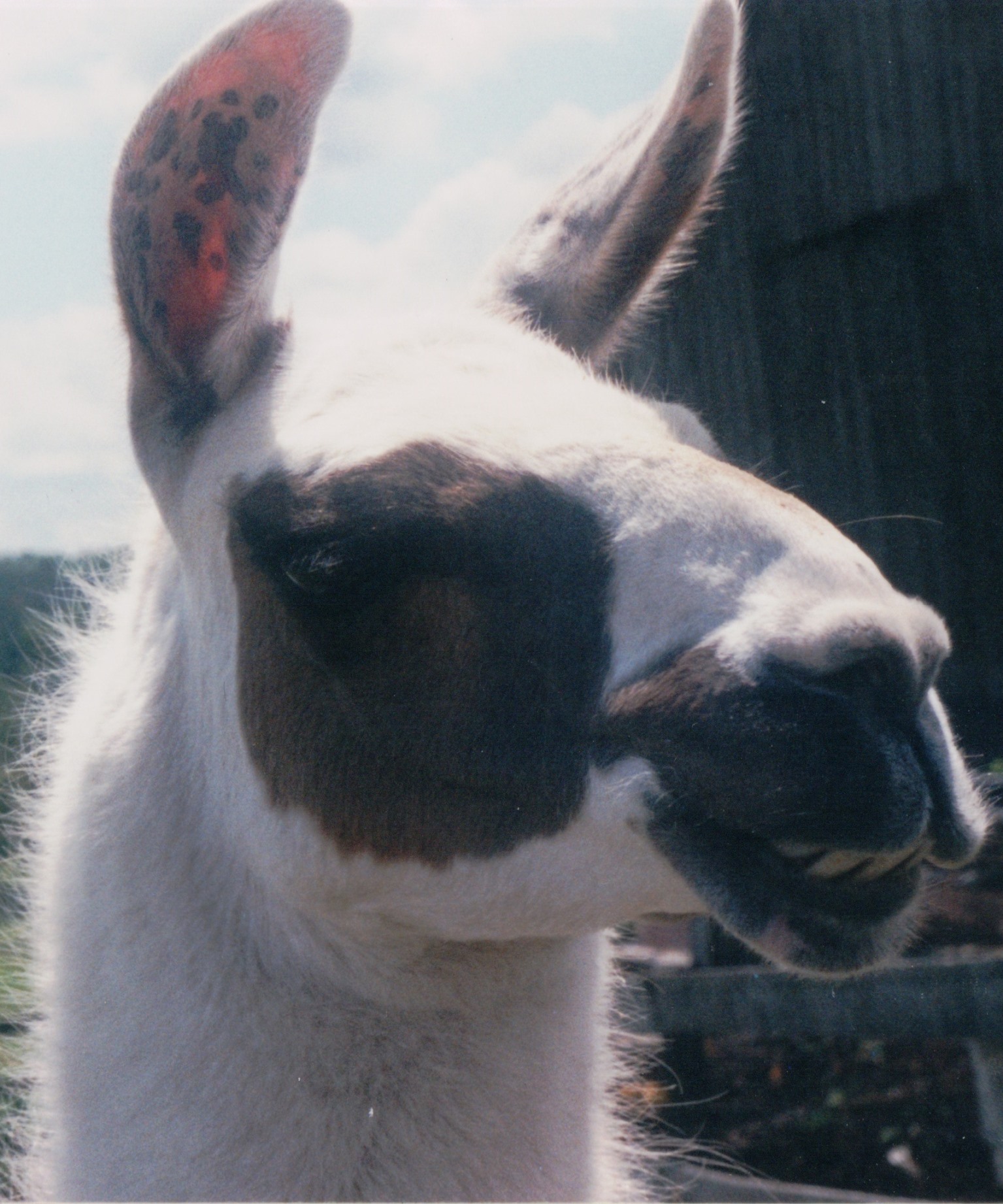 Pretend Play in the Old West and Llama Kisses - When I Grow Up